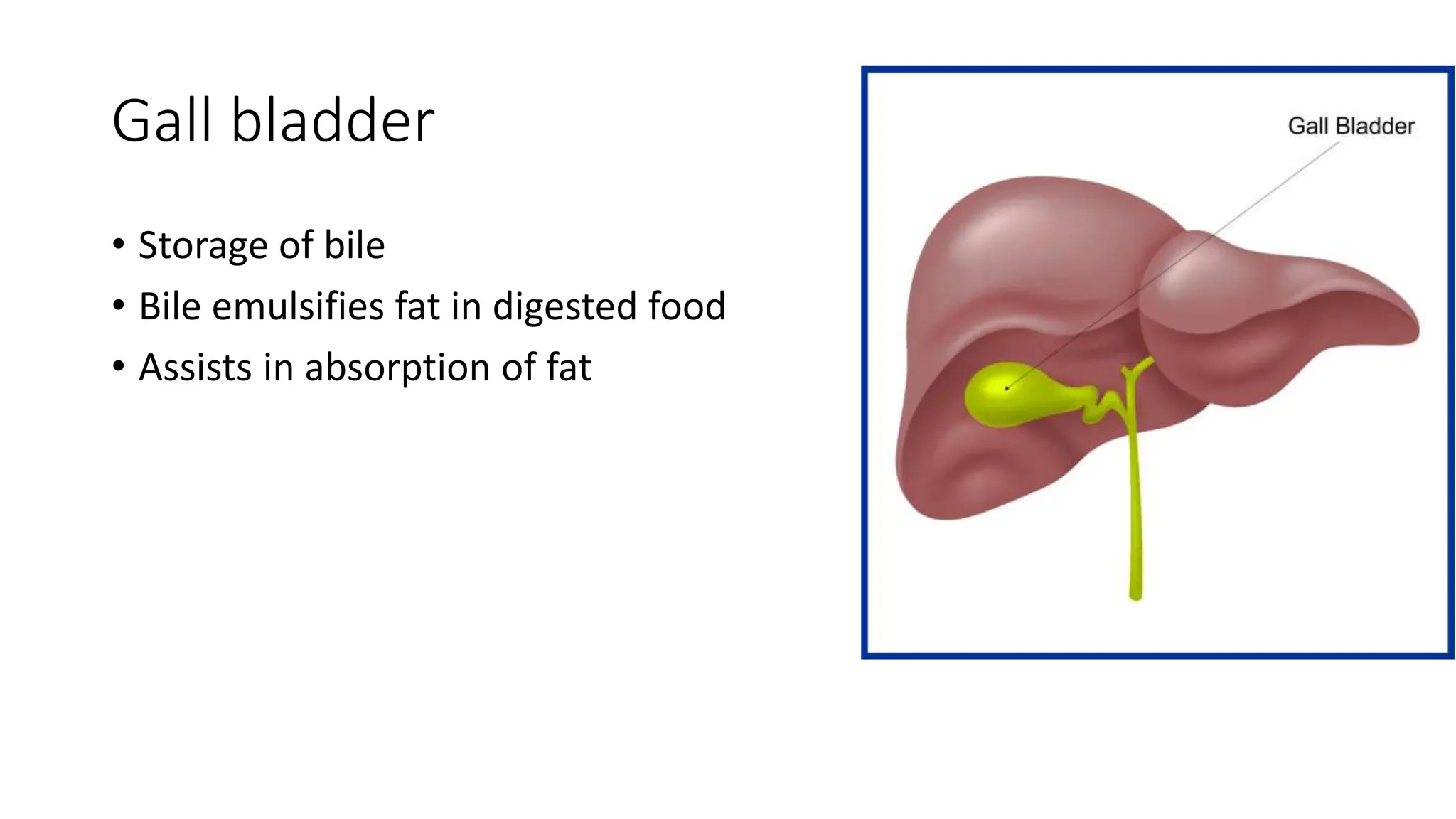 Digestive system.pptx ...