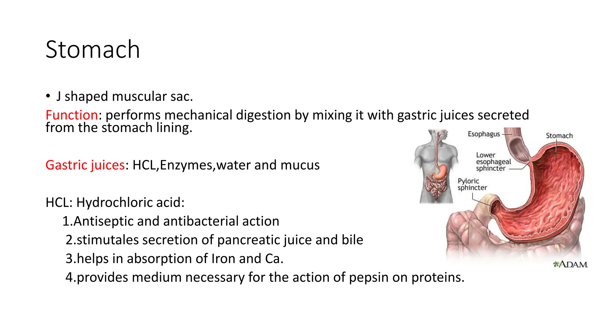 Digestive system.pptx ...