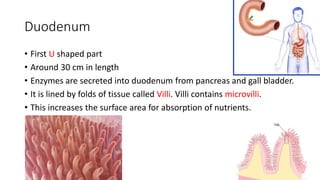 Digestive system.pptx ...