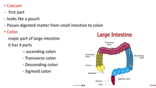 Digestive system.pptx ...