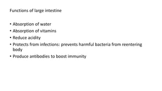 Digestive system.pptx ...