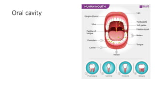 Digestive system.pptx ...