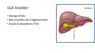 Digestive system.pptx ...