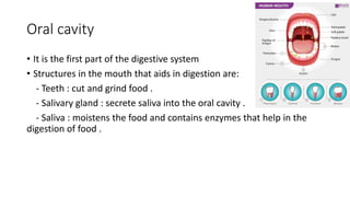 Digestive system.pptx////////////////////////////////////////////////////////////// | PPT