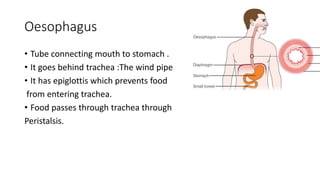 Digestive system.pptx ...