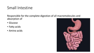Digestive system.pptx ...