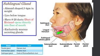 Digestive System.pptx PAID PARATENERSHD DCC | PPTX