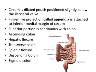 Digestive system by dr tayyaba......pptx