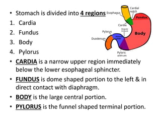 Digestive system by dr tayyaba......pptx