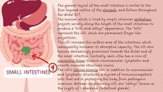 Histological features of Gastrointestinal tract | PDF | Dental Health ...