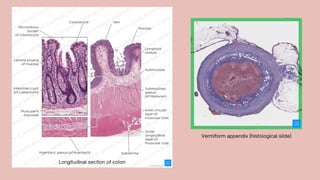 Histological features of Gastrointestinal tract | PDF | Dental Health ...