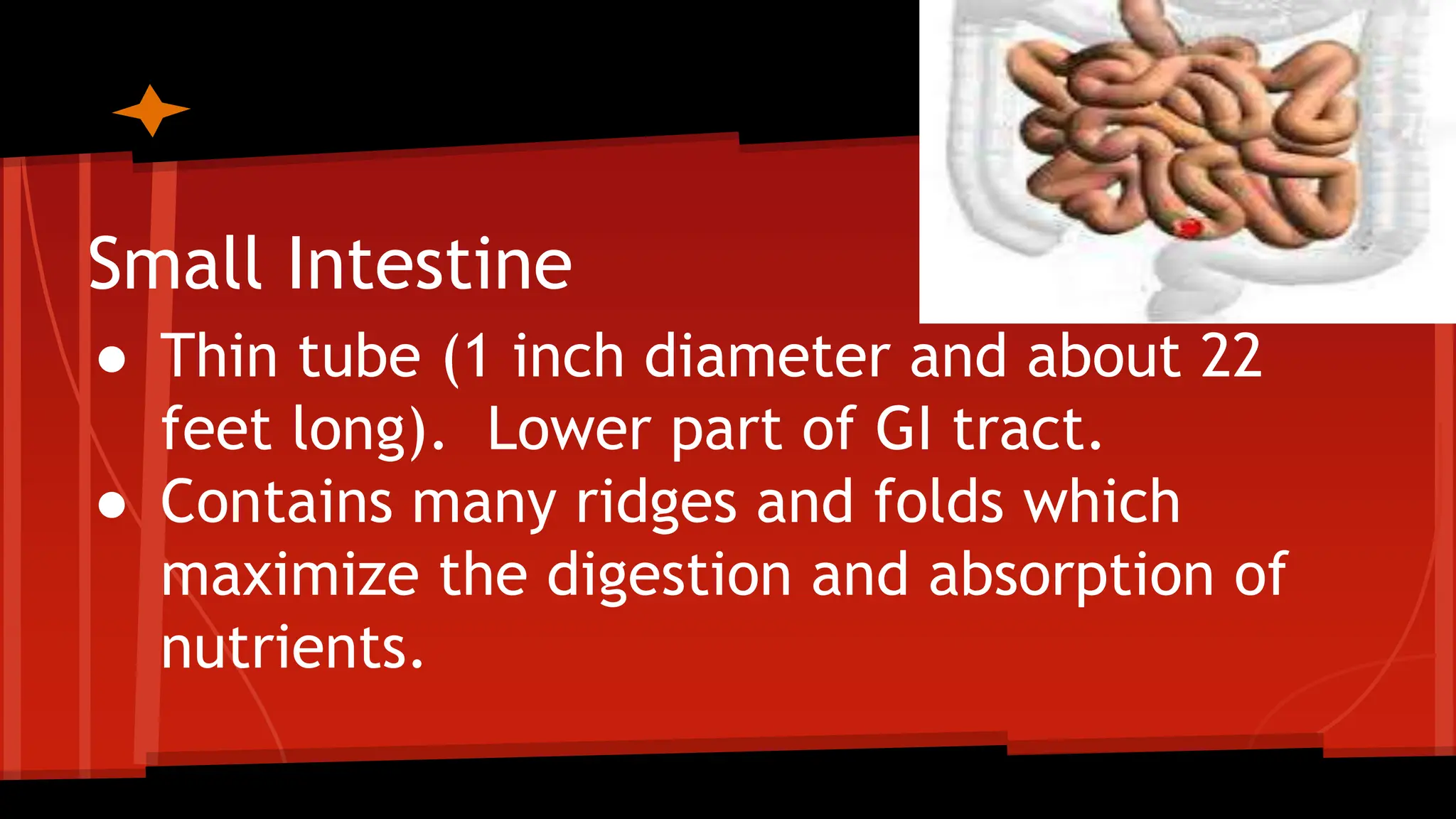 Digestive System of the Human Body (Mouth to Anus) | PPTX