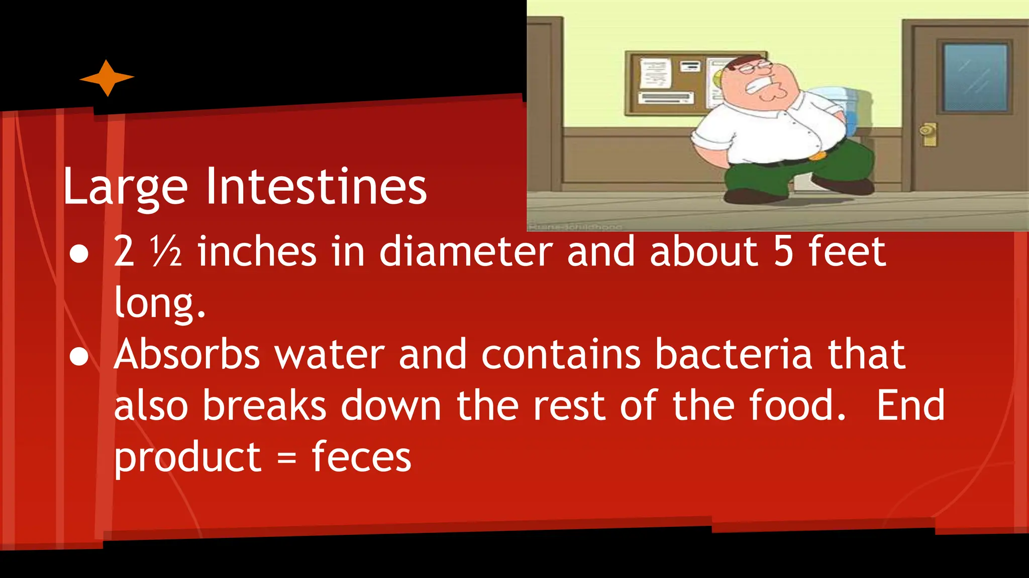 Digestive System of the Human Body (Mouth to Anus) | PPTX