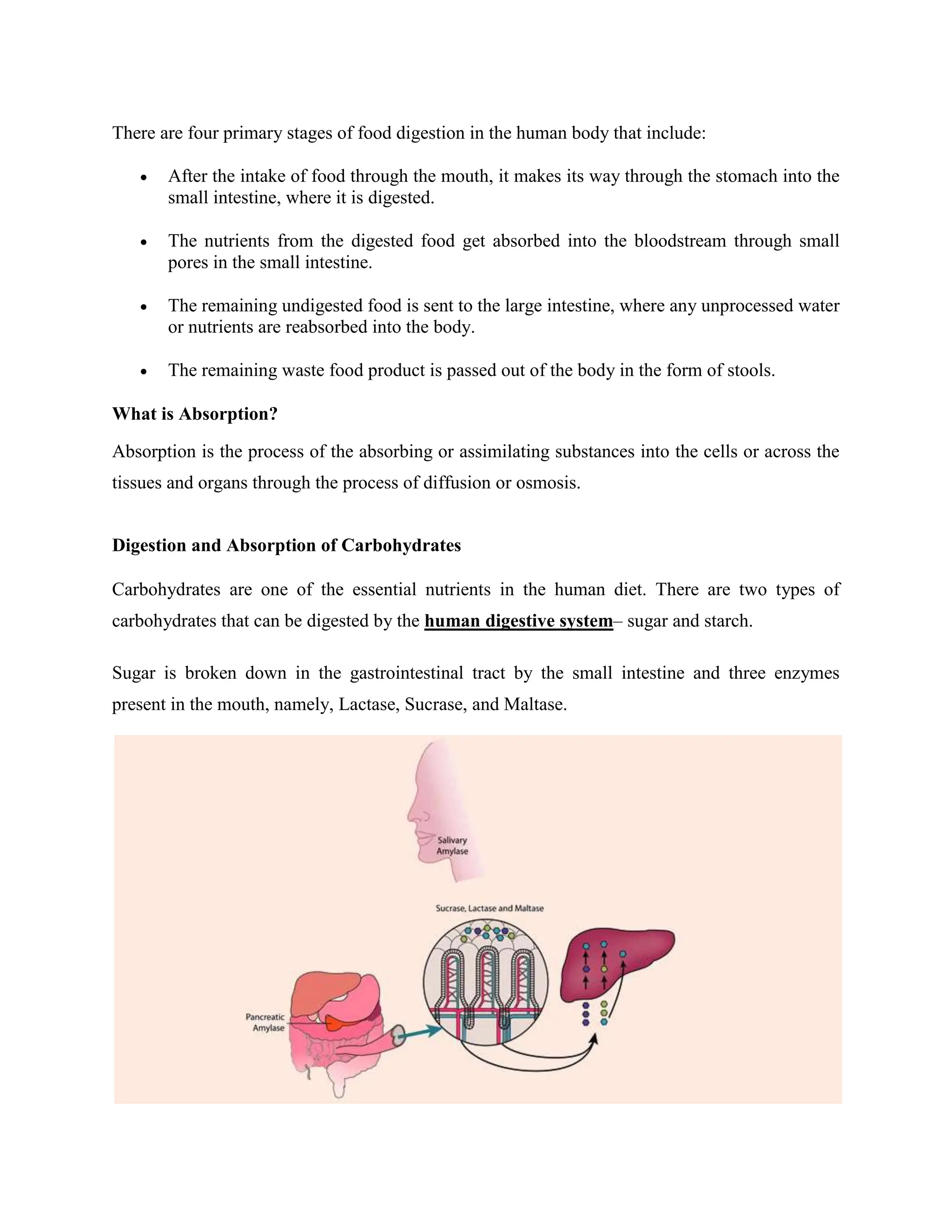 (HUMAN PHYSIOLOGY) DIGESTIVE SYSTEM.docx | Digestive Disorders | Diseases and Conditions