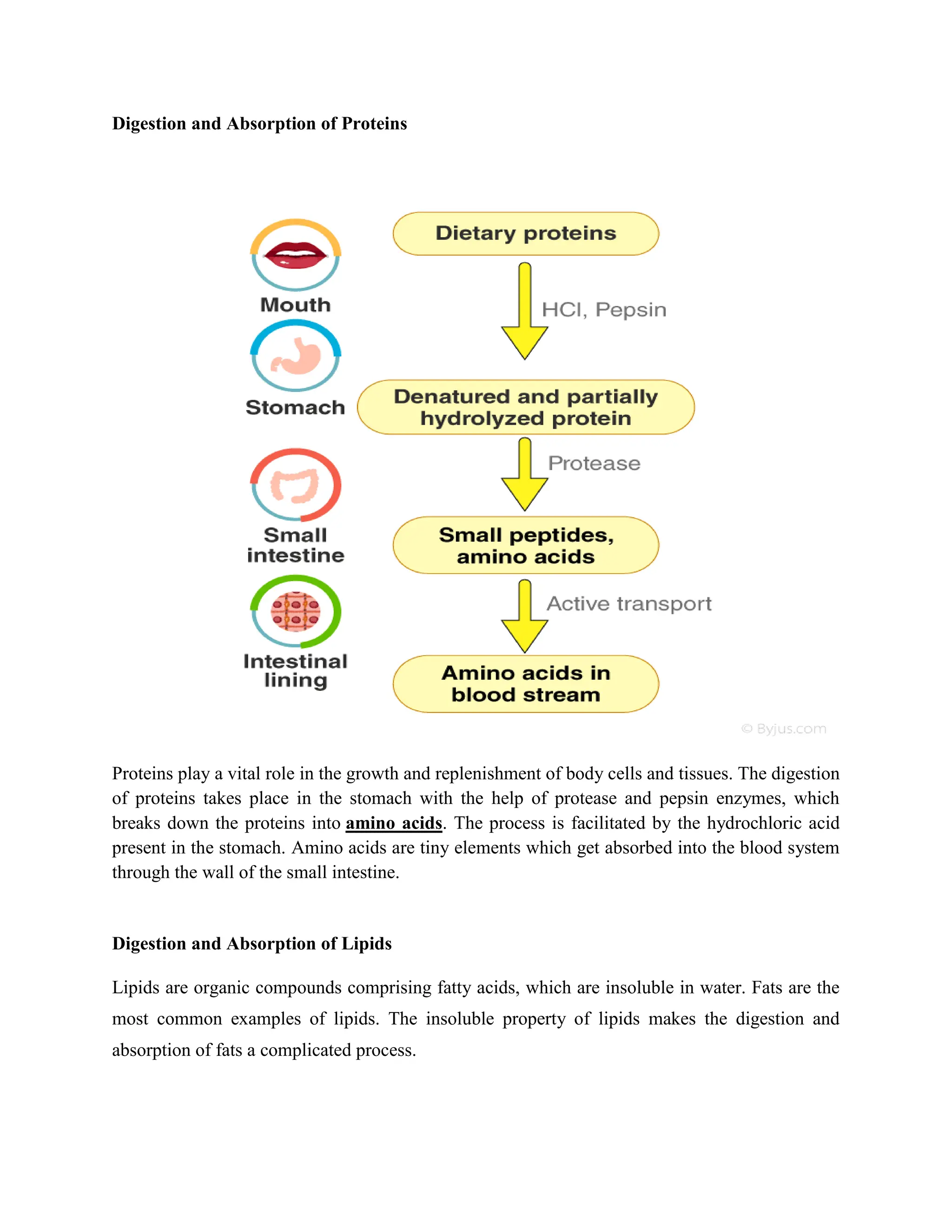 (HUMAN PHYSIOLOGY) DIGESTIVE SYSTEM.docx | Digestive Disorders | Diseases and Conditions