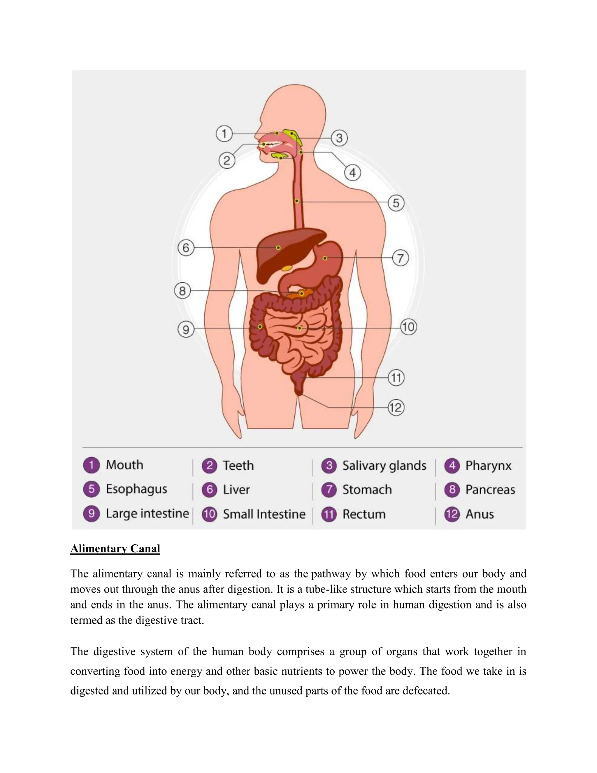(HUMAN PHYSIOLOGY) DIGESTIVE SYSTEM.docx | Digestive Disorders | Diseases and Conditions