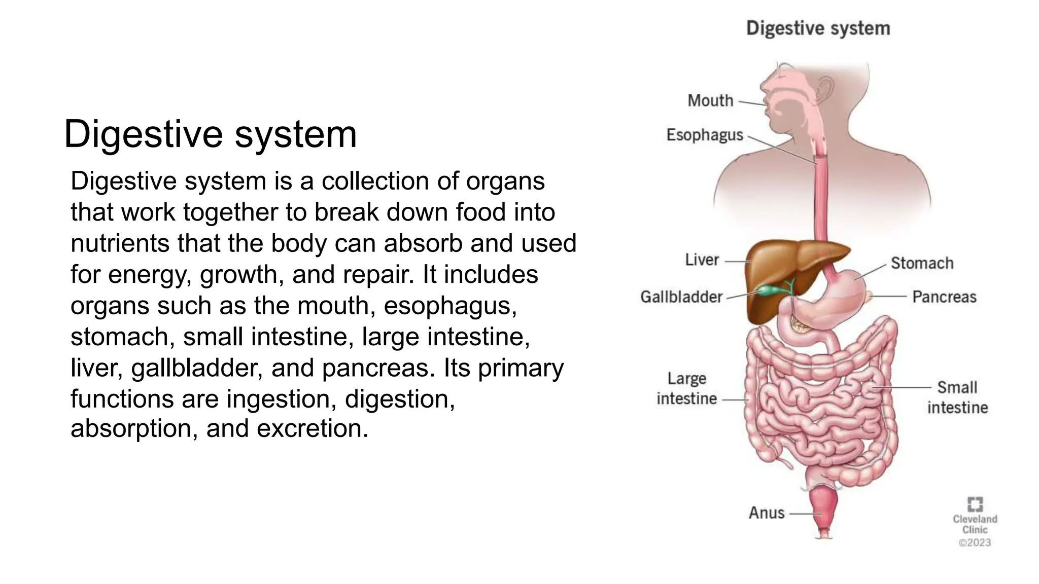 Human digestive system structure and function | PPT