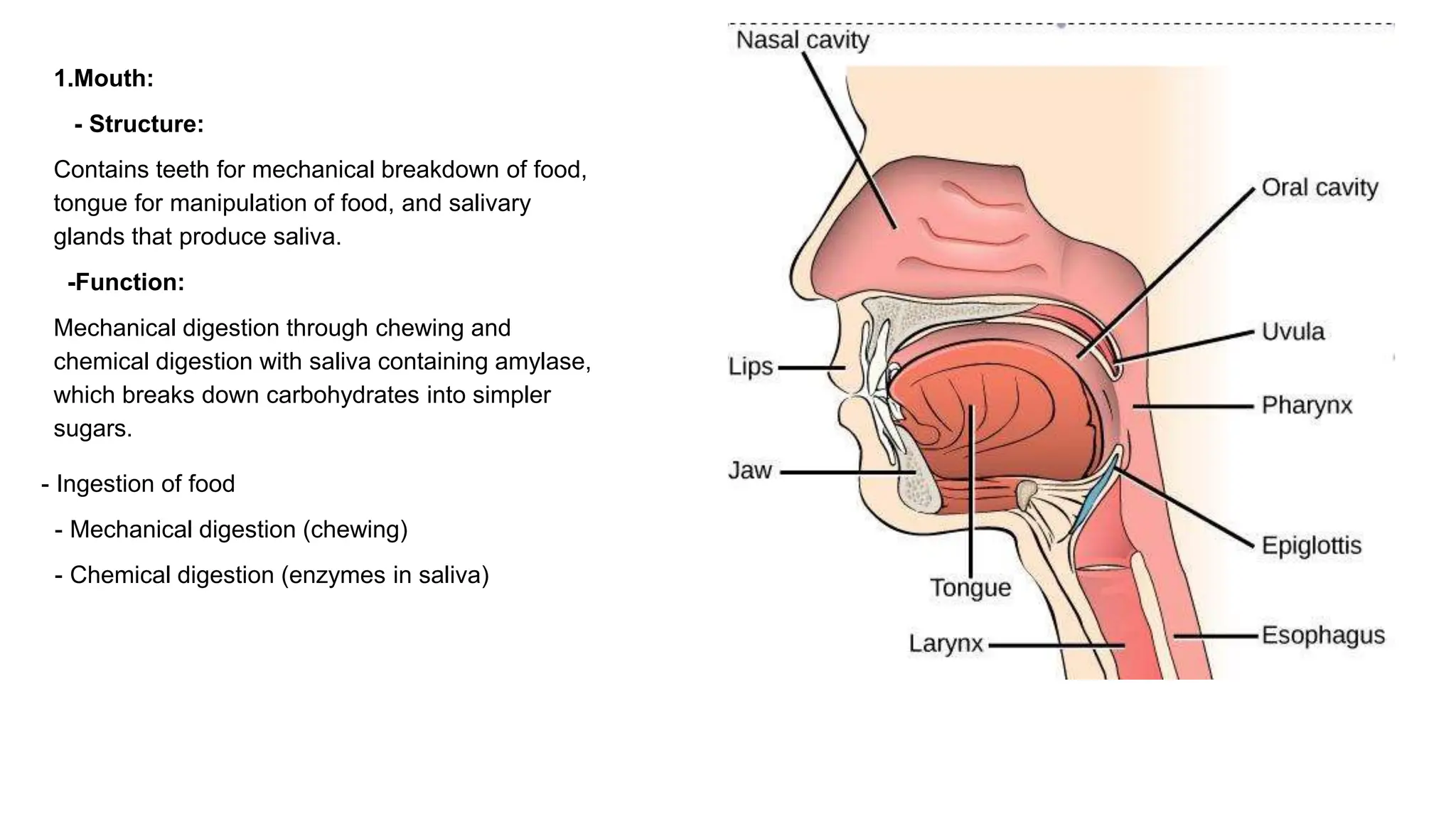 Human digestive system structure and function | PPTX