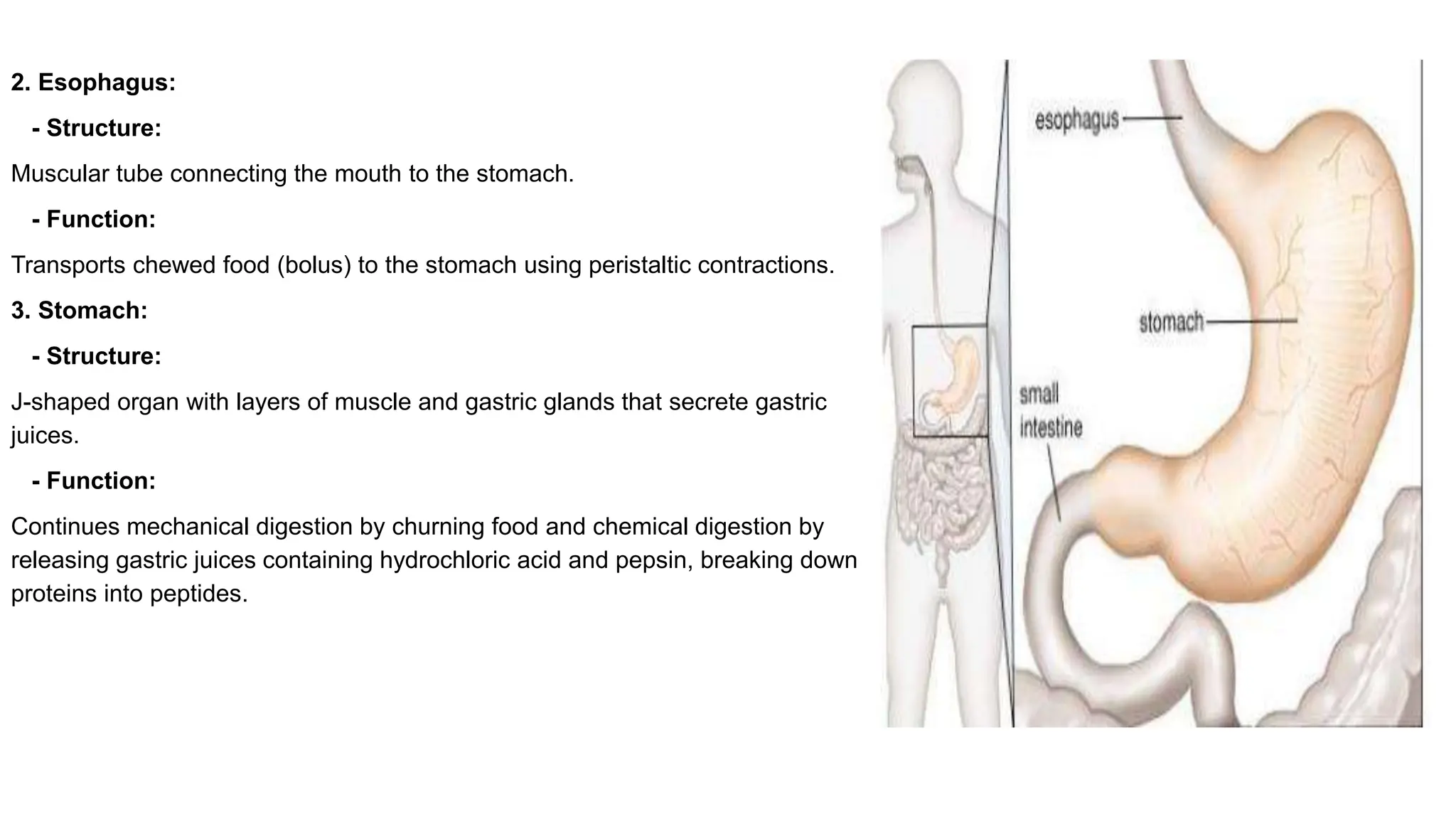 Human digestive system structure and function | PPT