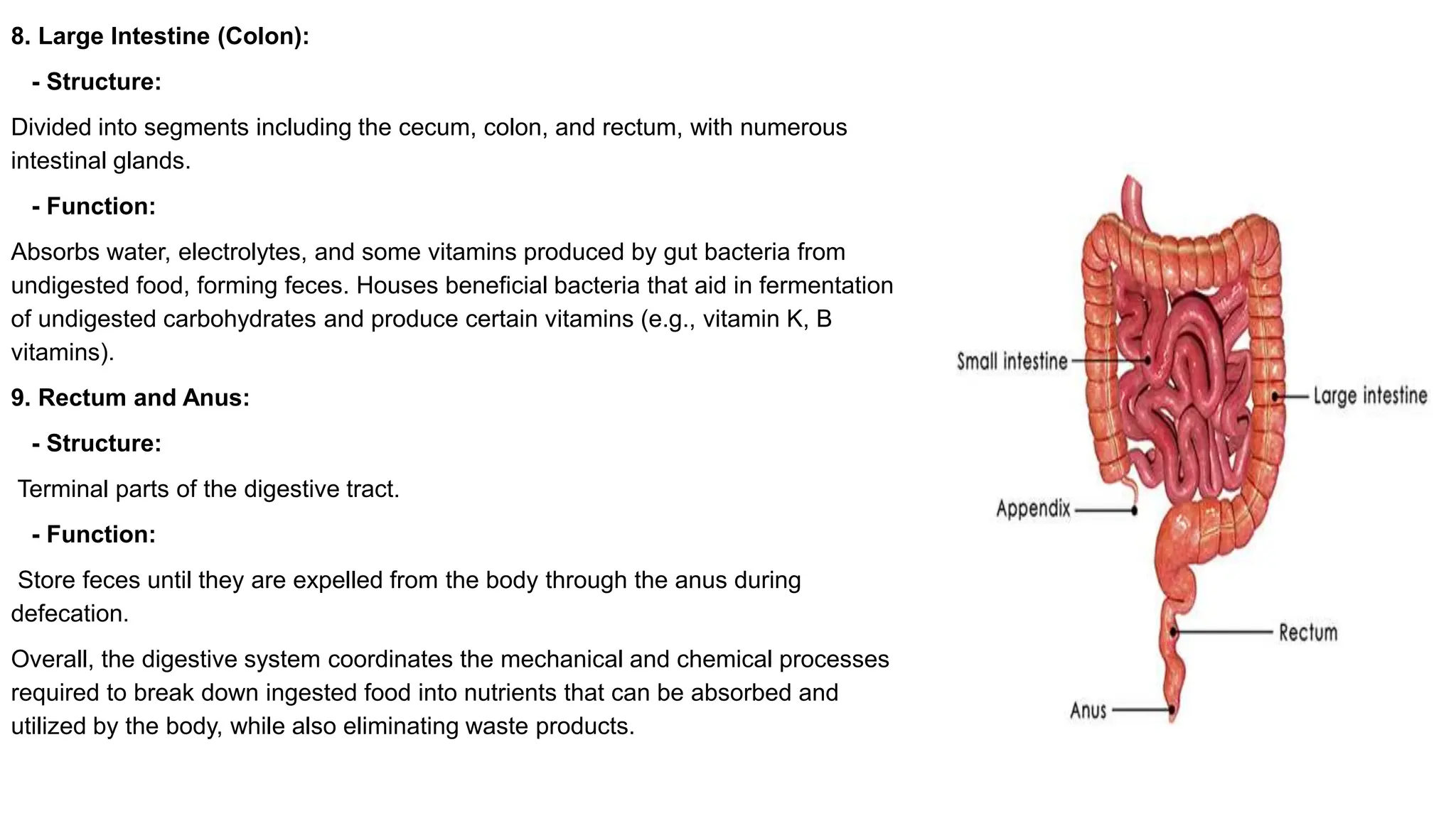 Human digestive system structure and function | PPT