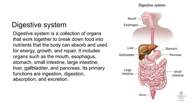 Human digestive system structure and function | PPT