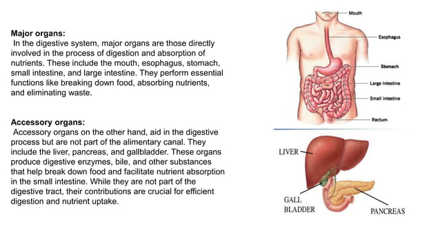 Human digestive system structure and function | PPT