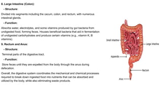 Human digestive system structure and function | PPT