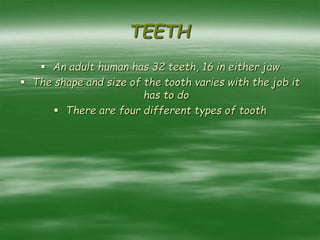 Digestive System- and role of Saliva .ppt