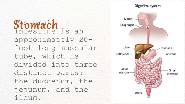 the human digestive system: Description, Parts and Function | PPT