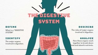 the human digestive system: Description, Parts and Function | PPT