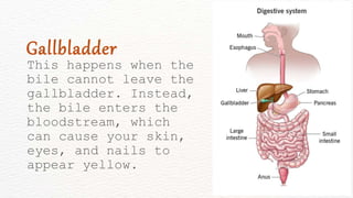 the human digestive system: Description, Parts and Function | PPT