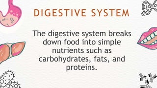 the human digestive system: Description, Parts and Function | PPT