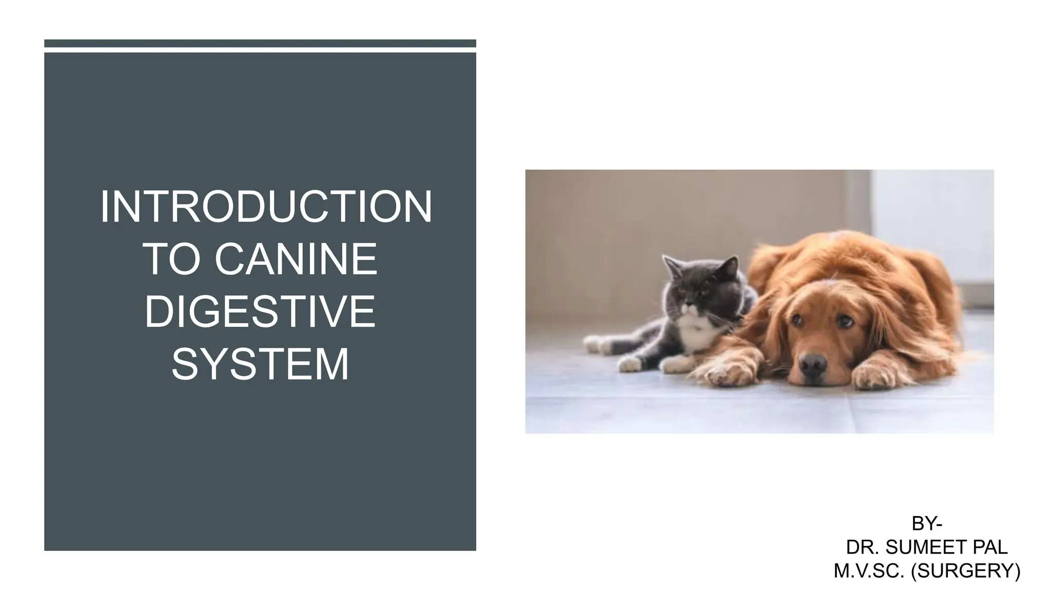 a brief introduction of digestive system in dogs | PPTX