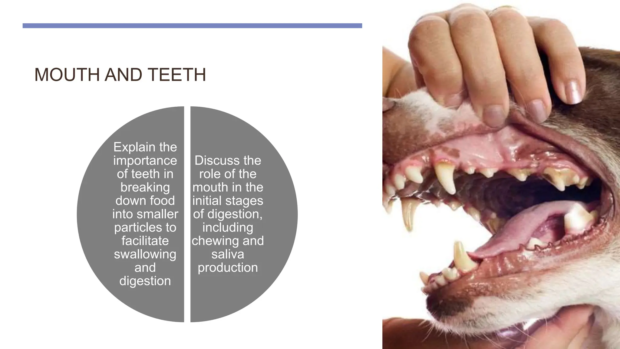 a brief introduction of digestive system in dogs | PPTX