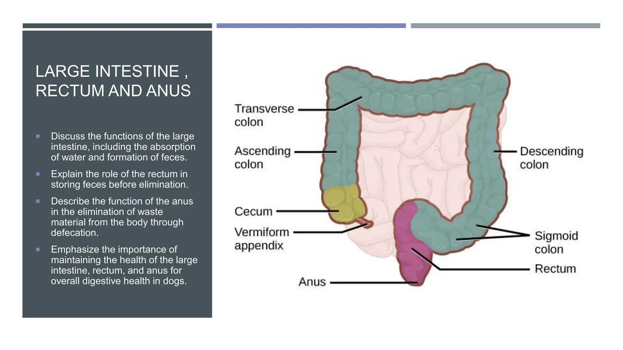 a brief introduction of digestive system in dogs | PPTX
