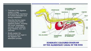 a brief introduction of digestive system in dogs | PPTX