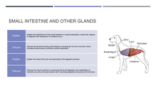 a brief introduction of digestive system in dogs | PPTX