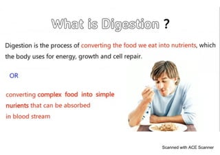 digestive system human anatomy and physiology | PPT