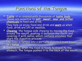 Digestive System description and function .ppt | Free download