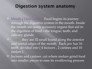 digestive system.pptx it is one of the most important systems | PPT