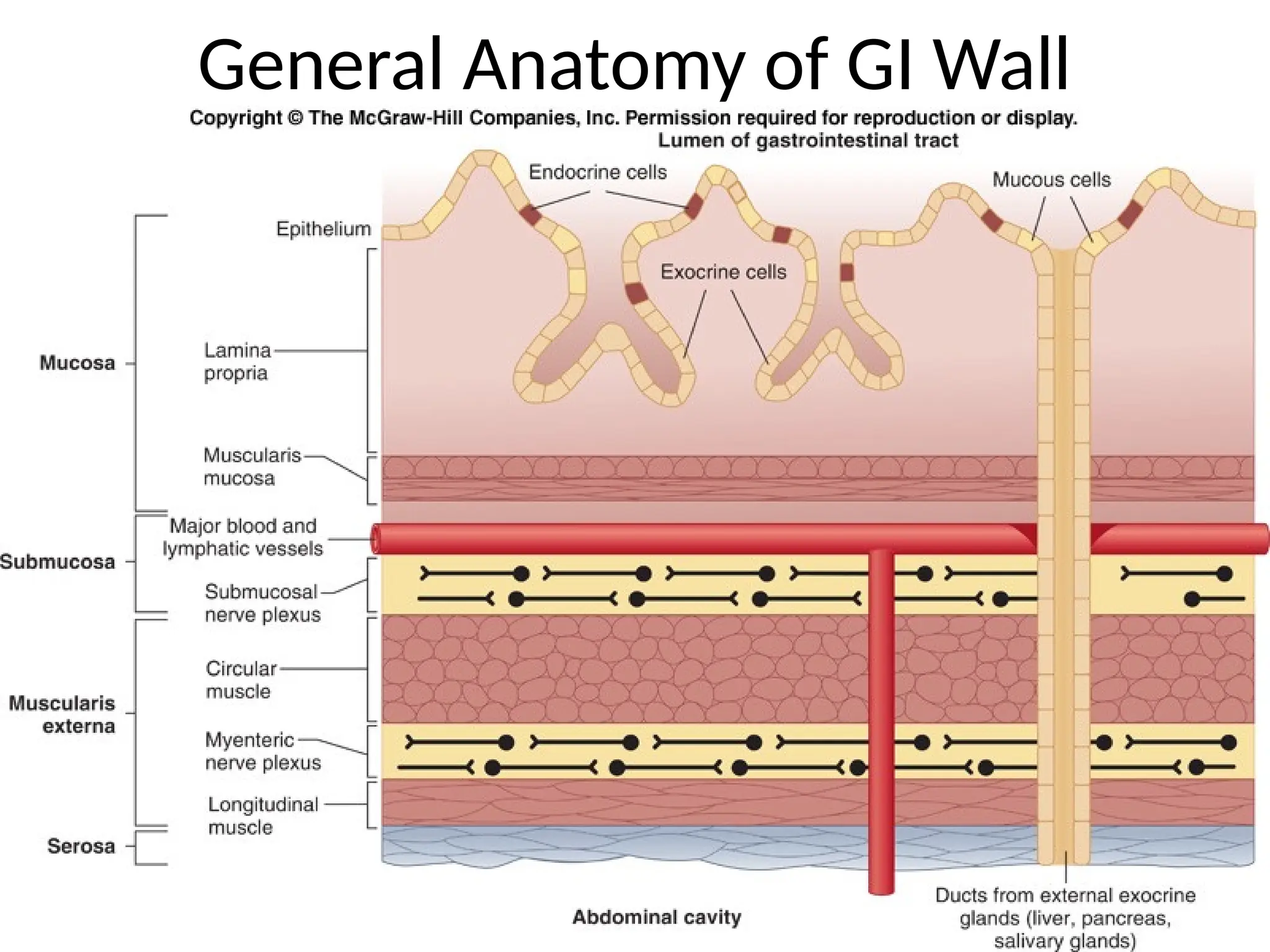 Digestive System.pptx by maam Ayesha shamim | PPTX