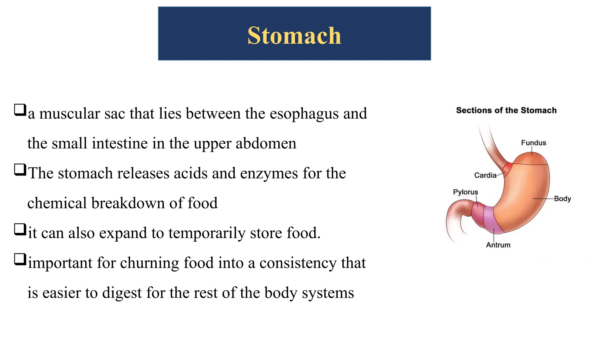 Digestive System powerpoint presentation | PPT