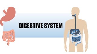 Digestive System powerpoint presentation | PPT