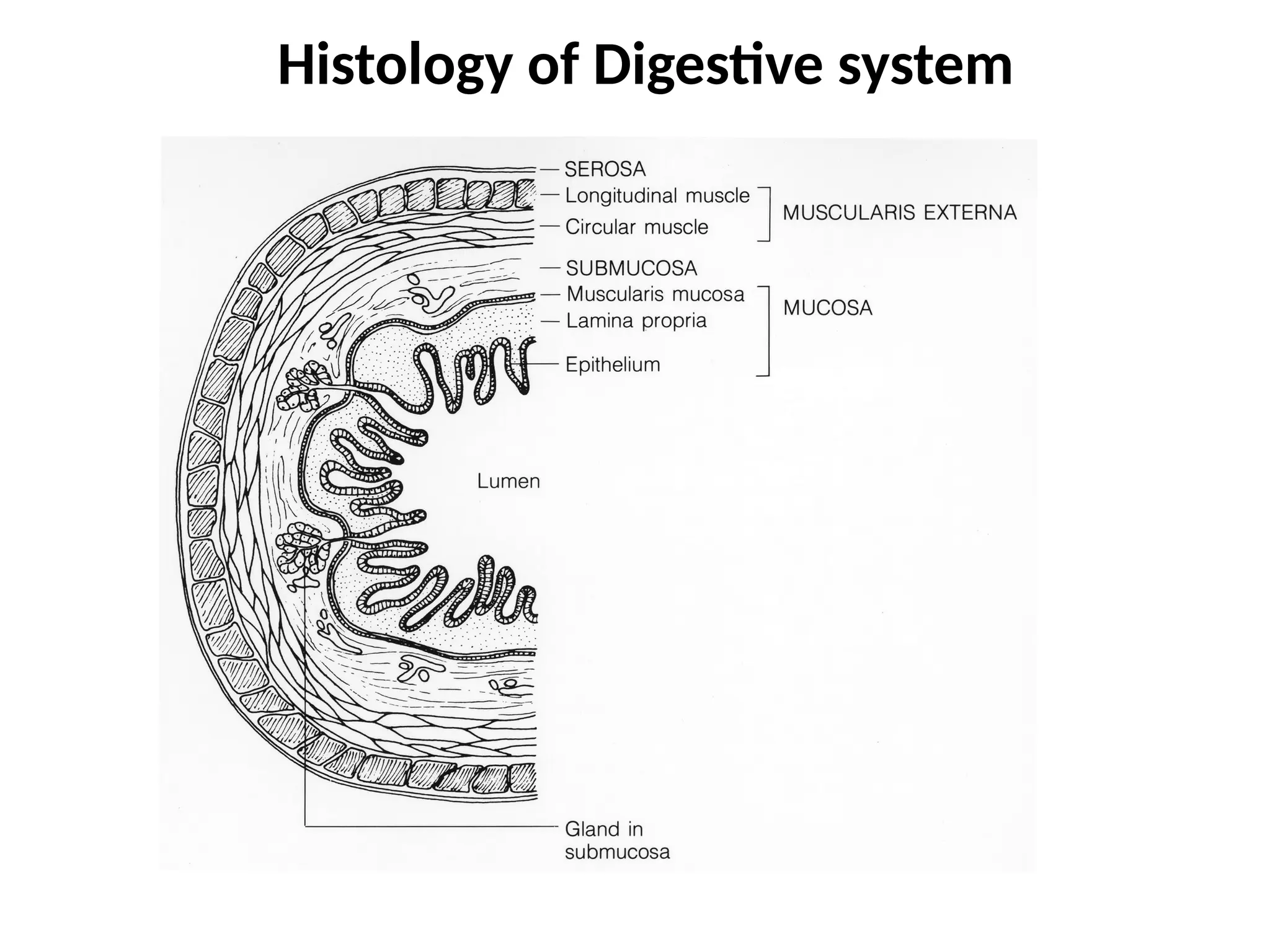 Digestive system.pptx.johur.sau.dvm29.2301004 | PPTX