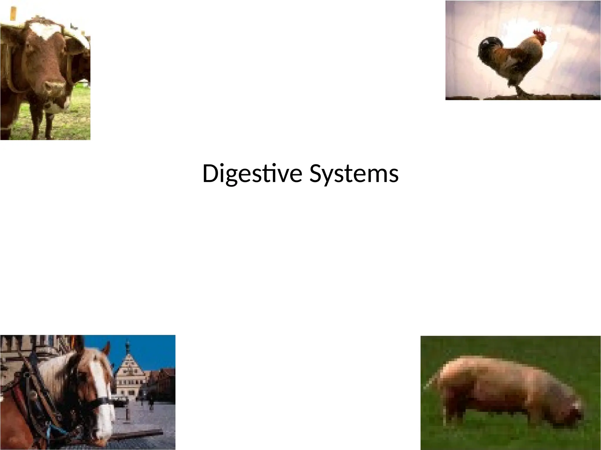 digestive system.pptx of different monogastric and ruminants | PPTX