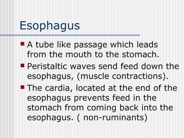 digestive system.pptx of different monogastric and ruminants | PPTX ...
