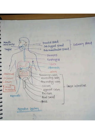 Digestive system.pdf Jitendra bhargav slideshare.com