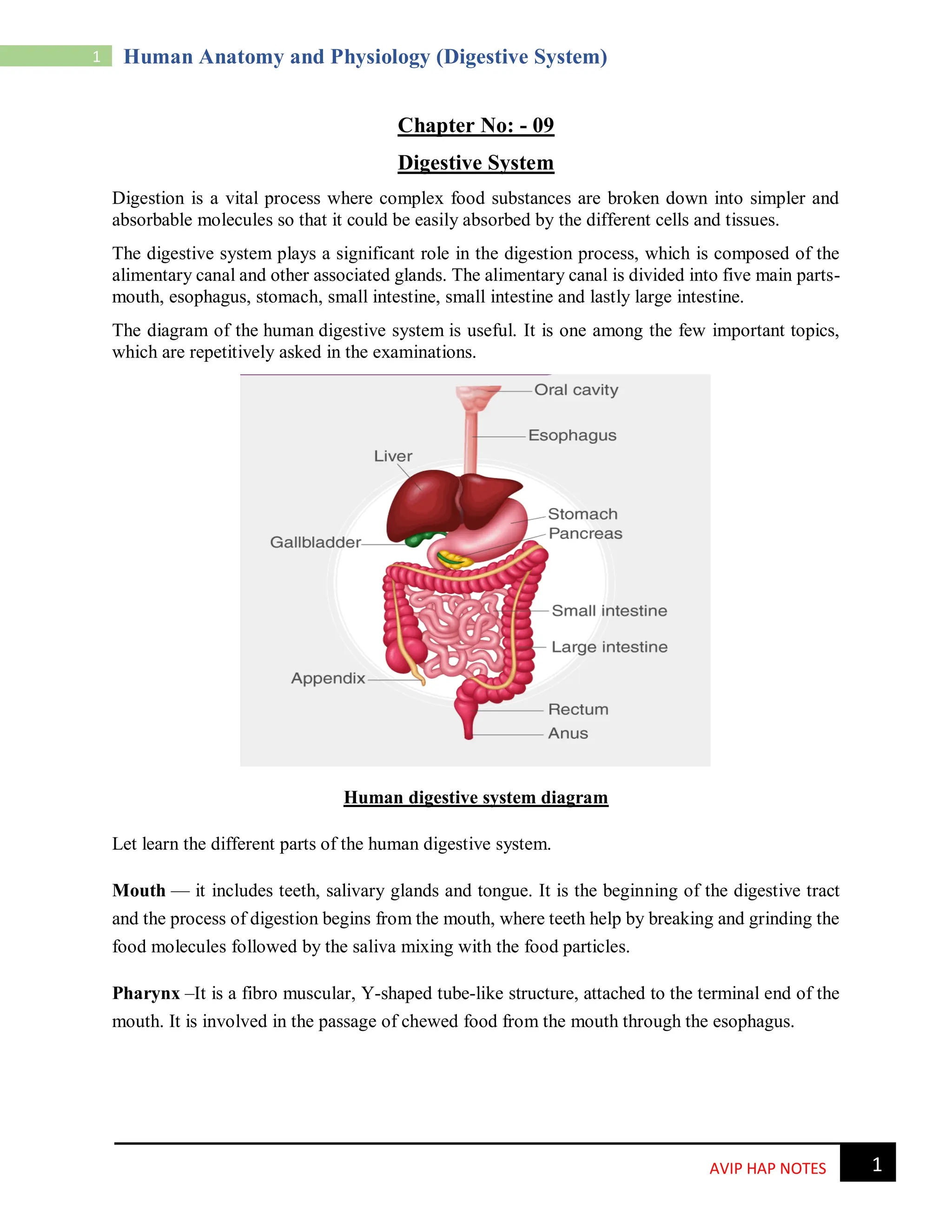 Digestive System.pdf HUMAN ANATOMY AND PHYSIOLOGY | PDF