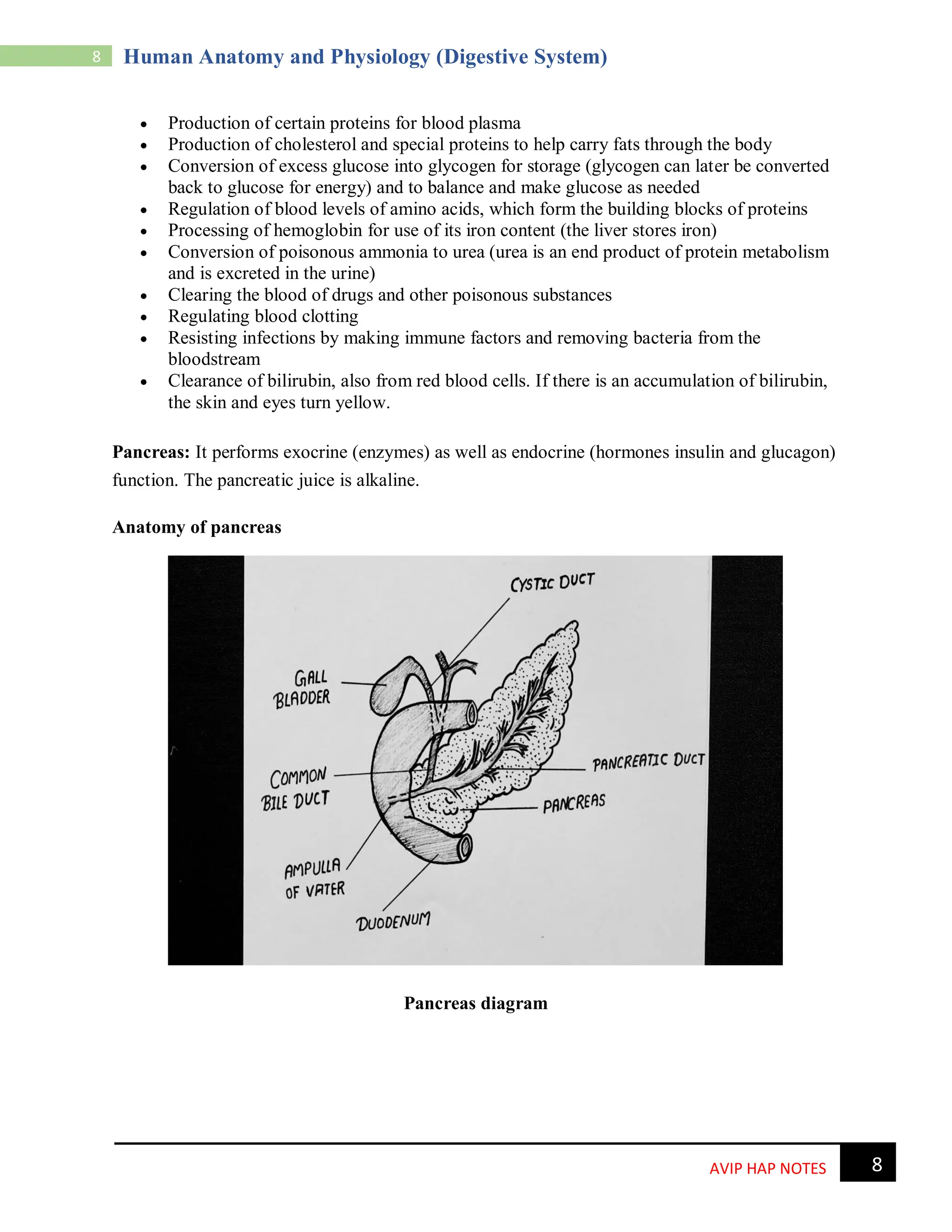 Digestive System.pdf HUMAN ANATOMY AND PHYSIOLOGY | PDF