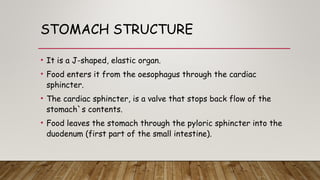 Digestive System digestion ans others.ppt